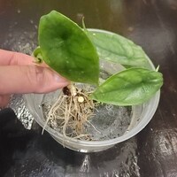 Live Angel Wing Begonia medora Starter Plant USA SELLER - Etsy