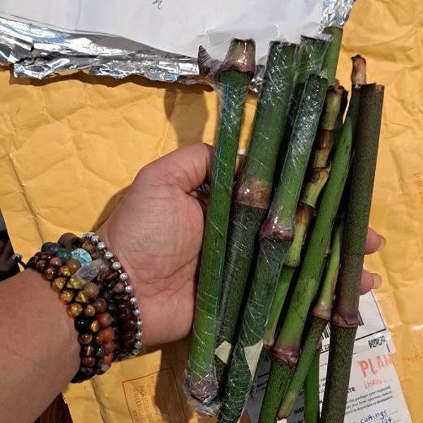 Varied Lot of 5/10/20/50 Red Ti Plant Cordyline Terminclis Cuttings ...