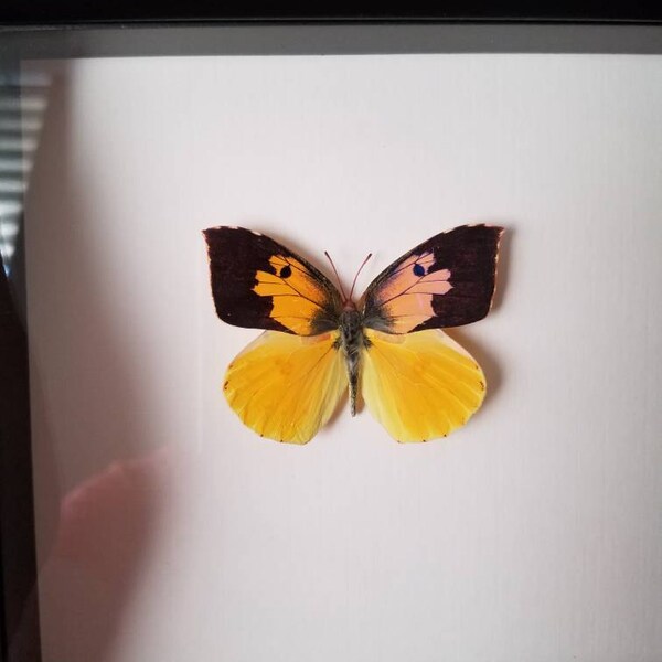California State Butterfly Dogface Zerene Eurydice 6x6 Shadowbox ...
