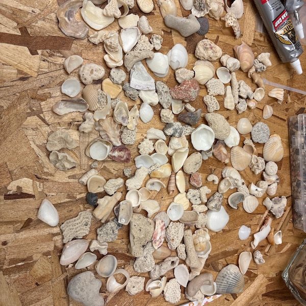 Bulk Craft Shells-1/2 Kilo-1kilo Craft Seashell Supply - Etsy