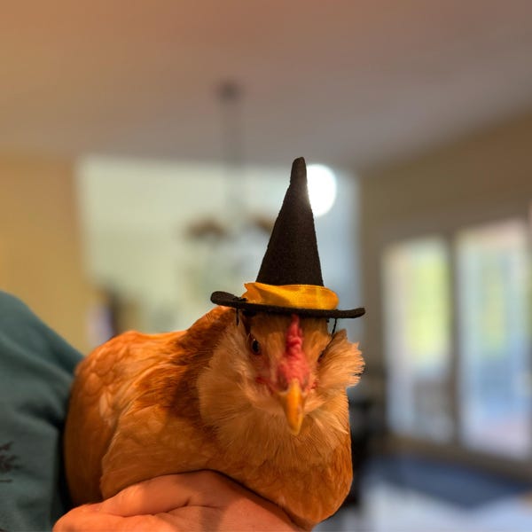 Scarecrow Costume for Chickens - Etsy