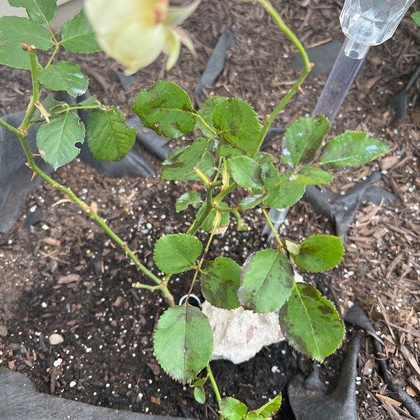 Rose【creamy Eden】creamy Folies| Meiheven| France Shrub| Cutting Rose ...