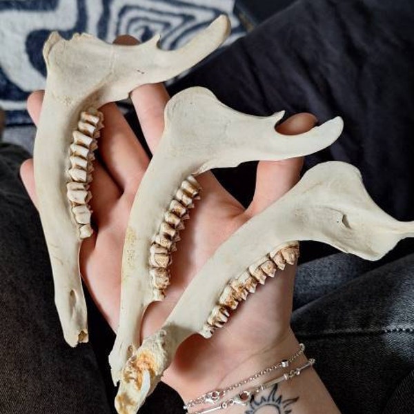 The GIANT Centipede scolopendra Subspinipes Framed & Mounted Arachnid ...