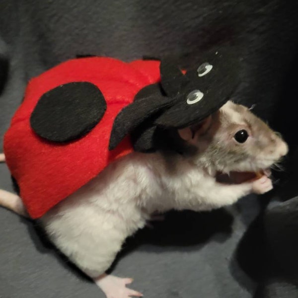 Jack O' Lantern Cape Costume for Pet Rats, Orange Cape With Black ...