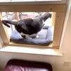 Catio DIY Digital Plan - Window Box for Cats - Etsy