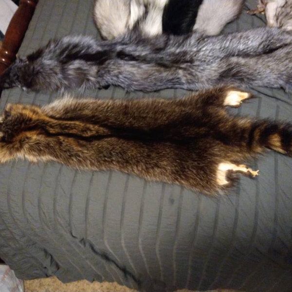 Professionally Soft Tanned Large #1 Grade Iowa Raccoon/coon Hide/pelt ...