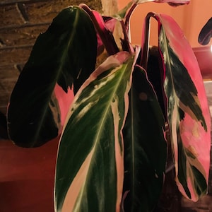 Variegated Tri Color Ginger Tropical Plan,t Red, Green, White, Garden ...