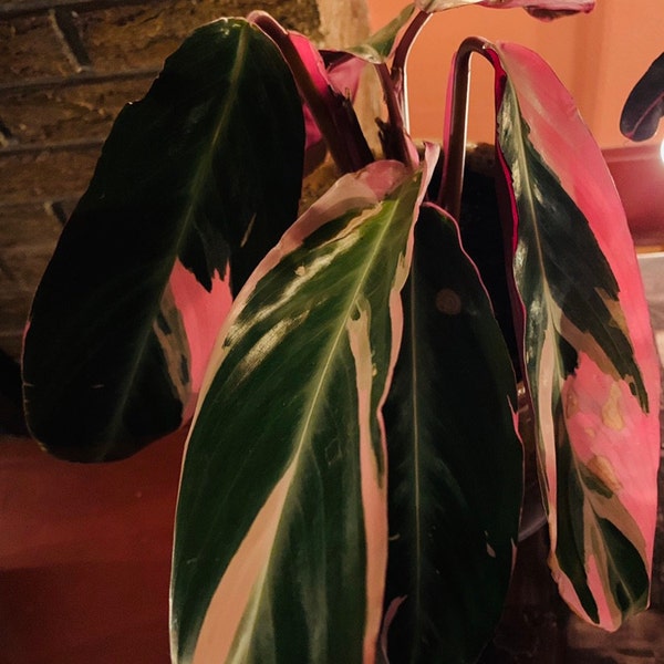 Variegated Tri Color Ginger Tropical Plan,t Red, Green, White, Garden ...