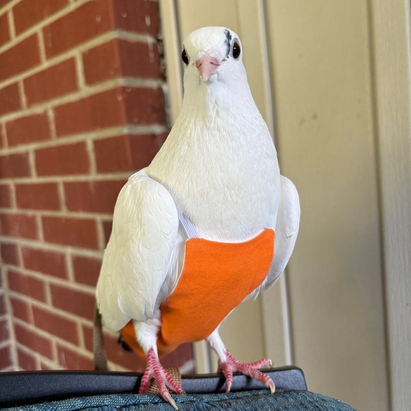 High Quality Duck Diaper, Goose Diaper, TURKEY GIRL Diaper, Open Tail ...