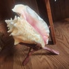 Large Wood Display Stand I Large Wooden Display Stand I Conch Shell ...