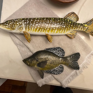 Rougheye Rockfish, Sebastes Aleutianus, Blacktip Rockfish, Rock Cod, 11 ...