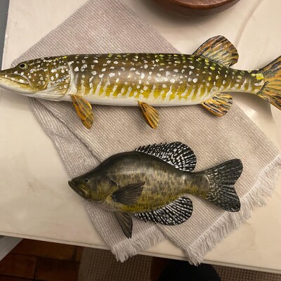 Rougheye Rockfish, Sebastes Aleutianus, Blacktip Rockfish, Rock Cod, 11 ...