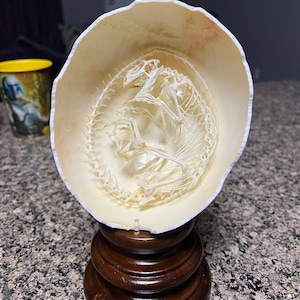 Real Silver Toadfish Skull, Silver Toadfish Skeleton, Lagocephalus ...