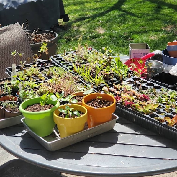 Medicinal Herb Seed Collection - 10 Essential Heirloom Medicinal Herbs ...