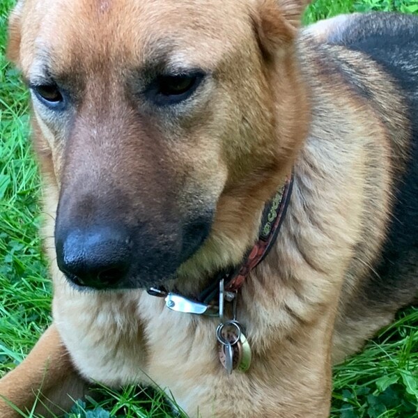 Hand Stamped Dog Tags - Made to Order - 1-1/4" Brushed Brass Concave ...