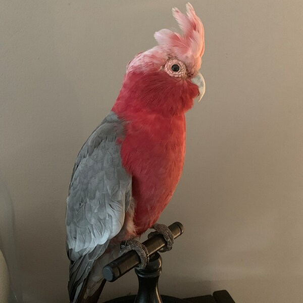 Real Green Budgie Budgerigar Wings / Taxidermy / Stuffed / Tropical ...