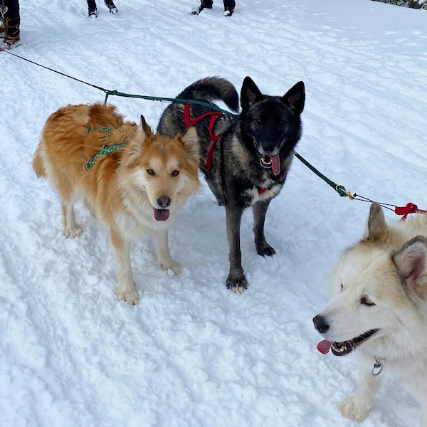 4 Dog Sled Line - Etsy