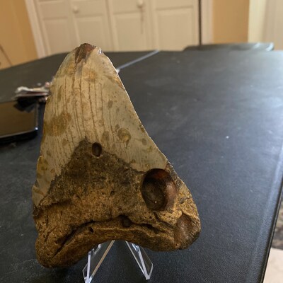 5.60 Nice Fossil Megalodon Shark Tooth Ocean Teeth - Etsy