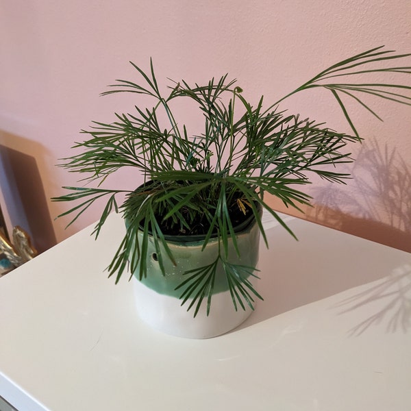 Fern Plant, Eyelash Fern Plant Young Starter Plant in a 4" Pot, Rare ...