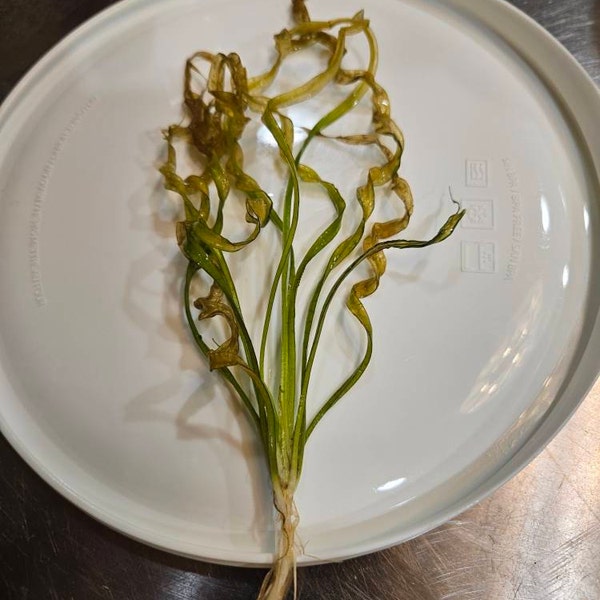 Sagittaria Chilensis, Sagittaria Platyphylla, Broadleaf Sagittaria ...