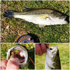 Tabory Snake Fly, 3 Each - Etsy