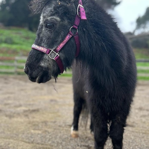 Custom Horse Halters Glitter, Diamonds, Sparkle, Photoshoots - Etsy