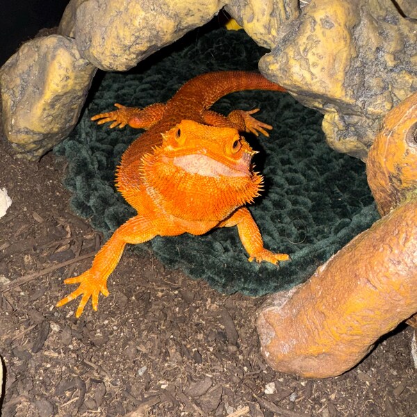 Small Reptile Beds for Leopard Geckos - Etsy