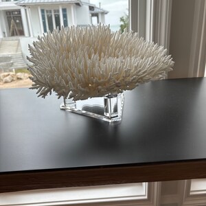 Beach Decor Seashell Stand Large and Small Display Stands Shell ...