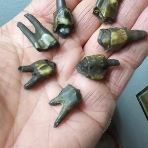 Excellent Fossilized Turtle Toe Bone Pleistocene 10000 24 | Etsy