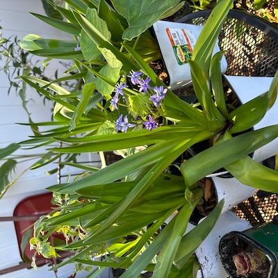 10 Ranunculus Asiaticus Tecolote 'merlot' Persian Buttercup Flower ...