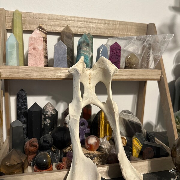 Skunk Bones - Vertebrae - Crafting - Bones - 8 Types - You Pick - Great ...