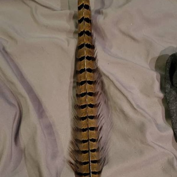 Wild Feather Quill - Etsy