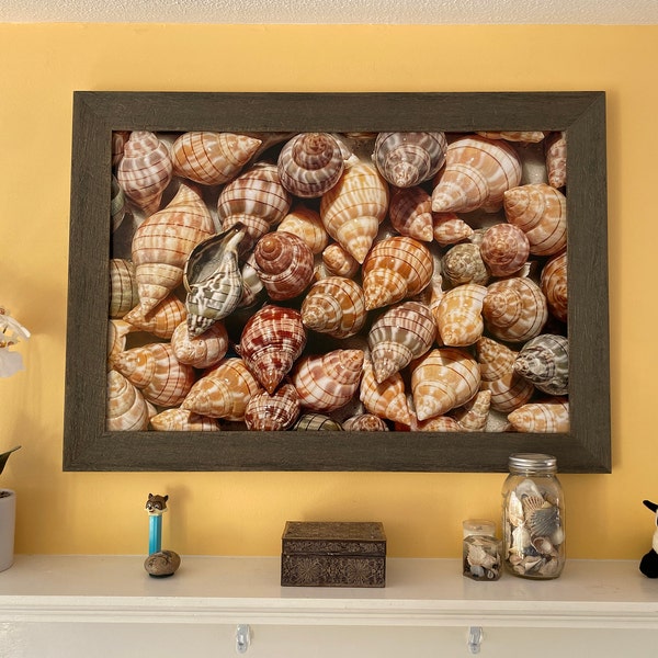 Seashell Photography, Shell Photo, Beach Decor, Fine Art Print, Coastal ...