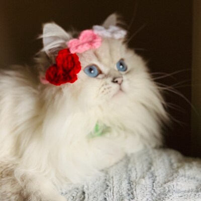 Heart Headband for Cats, Valentine's Day Cat Accessories, Cat Photo ...