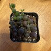 String of Watermelon Succulent Plants - Etsy