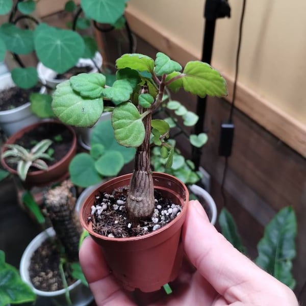 Bonsai Mint (plectranthus Ernstii Caudex) - Etsy