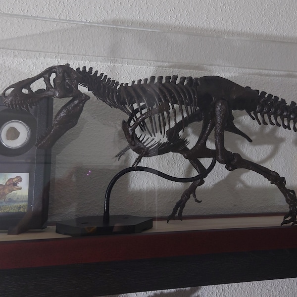 Livyatan Melvillei, Miniature to Scale; Replicas of Extinct Fauna of ...