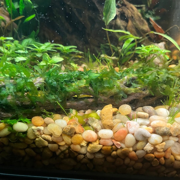 X2 Subwassertang Moss on Cholla Wood - Shrimp Hideout & Betta Aquarium ...