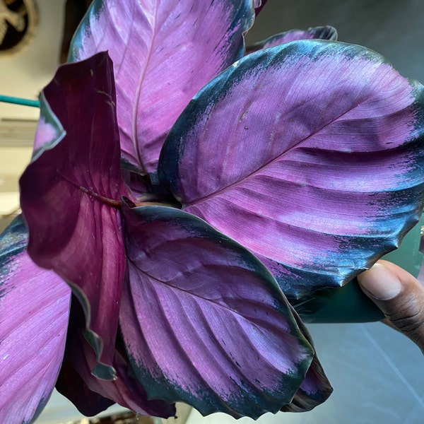 Calathea Pink Star in 6" Pot, Live Plant, Prayer Plant - Etsy