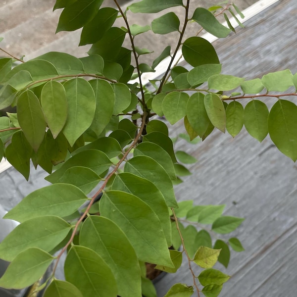Kesar Mango Tree Plant (mangifera) Indian Queen Variety Grafted 2ft ...