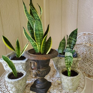 Dwarf Moses in the Cradle/ Boat Lily/ Oyster Plant - Etsy