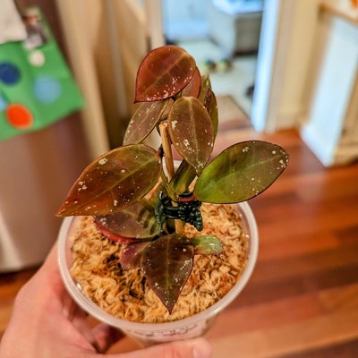 Hoya Rime Splash Large Beautiful Well Rooting Plant - Etsy