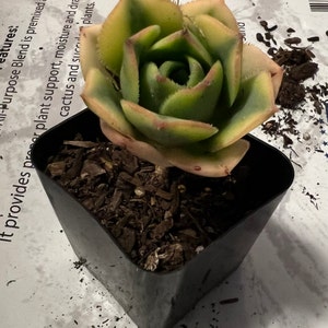 Aeonium Merlot - Etsy