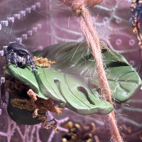 Jumping Spider Enclosure 5x5x9 Spider House, Spider Tank, Spider ...