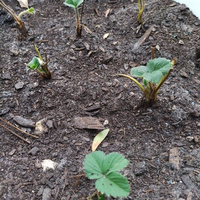 Golden-raspberry-plant-anne-non-gmo-buy-3-get-1 - Etsy