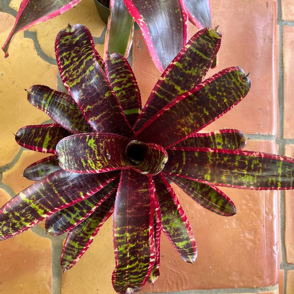 Bromeliad Vriesea Red Chestnut 6" Pot - Etsy