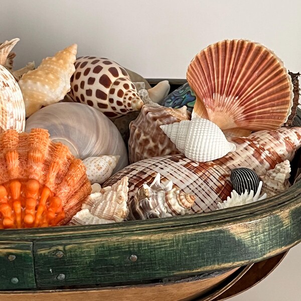 Large Specimen Grade 63.1mm CONUS Regius Royal, Crown Cone SEASHELL JB ...