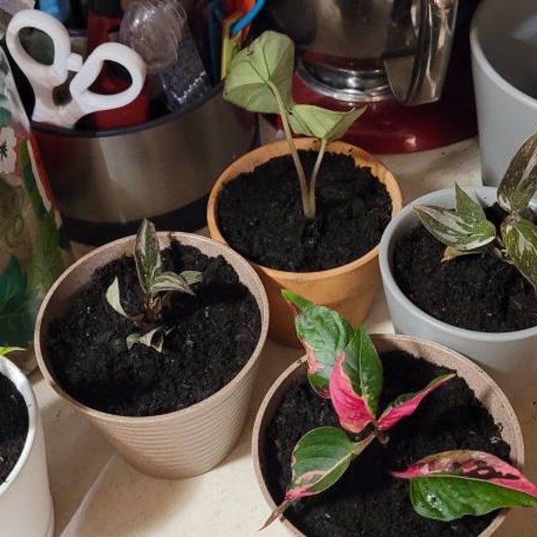 Philodendron White Princess #2 Starter Plant (ALL STARTER PLANTS ...