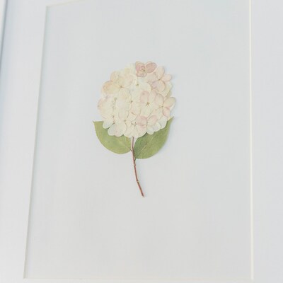 60 Pc Pressed Flowers Anemone Buttercup Periwinkle Daffodil Lenten Rose ...