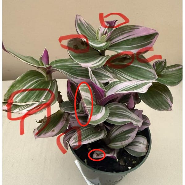 Peperomia Piper Parmatum Live Plant | Peperomia Plant Starters | Pet ...